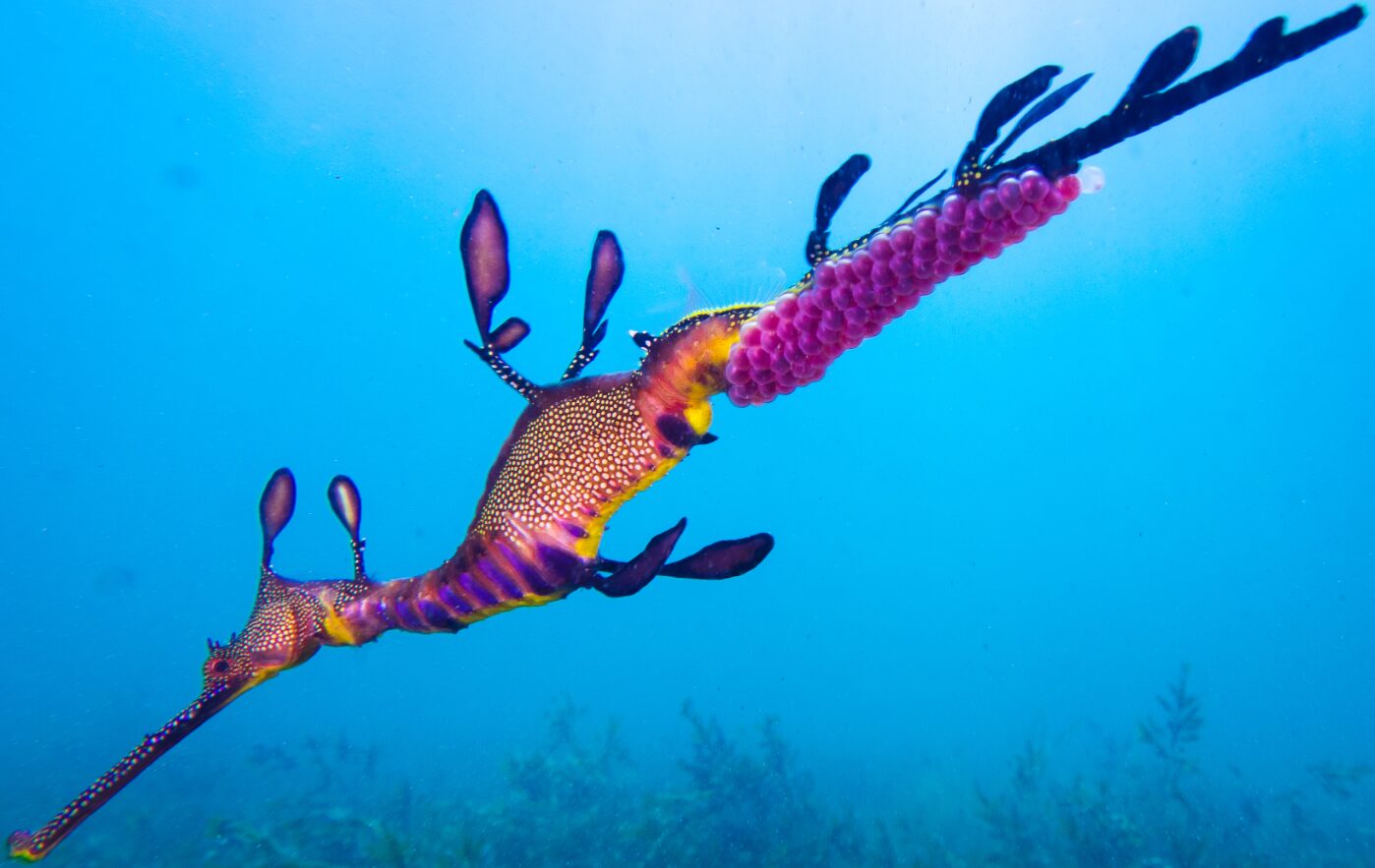 Leafy and Weedy Sea Dragon: Masters of Marine Camouflage - Frobot Studios
